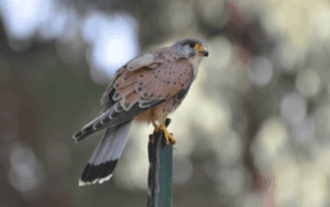 European Raptors - Identification, Biology & Conservation