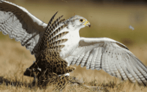 All European Falcon Species (With Photos)