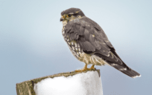 All European Falcon Species (With Photos)