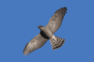 Eurasian Sparrow Hawk (Key Facts To Know)