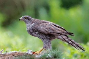 Eurasian Goshawk (Key Facts To Know)