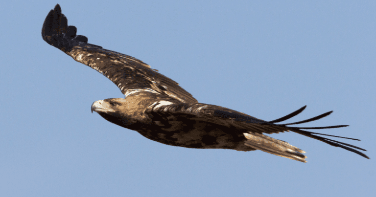 European Raptors - Identification, Biology & Conservation