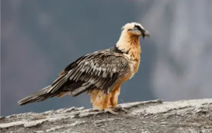 Alle europäischen Geierarten (Fakten & Fotos)