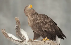 Alle europäischen Adlerarten (Fakten & Fotos)