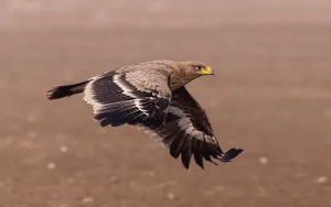 Alle europäischen Adlerarten (Fakten & Fotos)