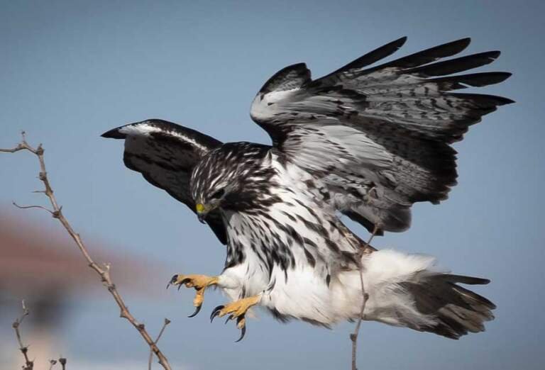 Harlan's Hawk: Identification Tips and Fascinating Behaviors - European ...