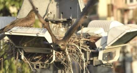 How Urban Development Affects Raptor Habitats - What We Can Do ...