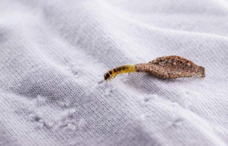 How to Handle Beetles and Moths in Your Closet - European Raptors